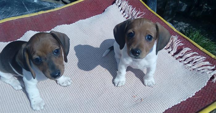 BASSOTTO PIEBALD