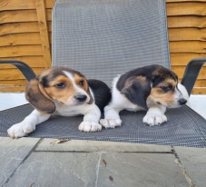 Cuccioli di Beagle con pedigree +44 7482162214