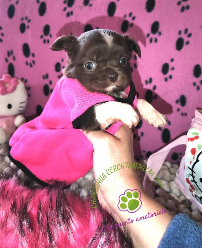 CHIHUAHUA MINI FEMMINUCCIA CHOCOLATE