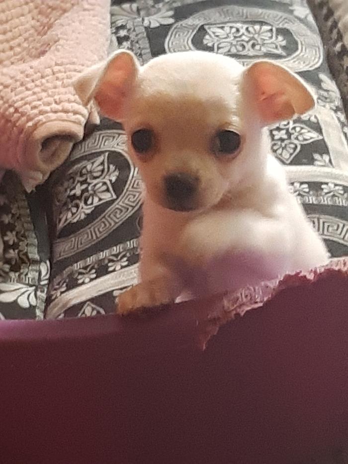 ULTIMO MASCHIETTO CHIHUAHUA