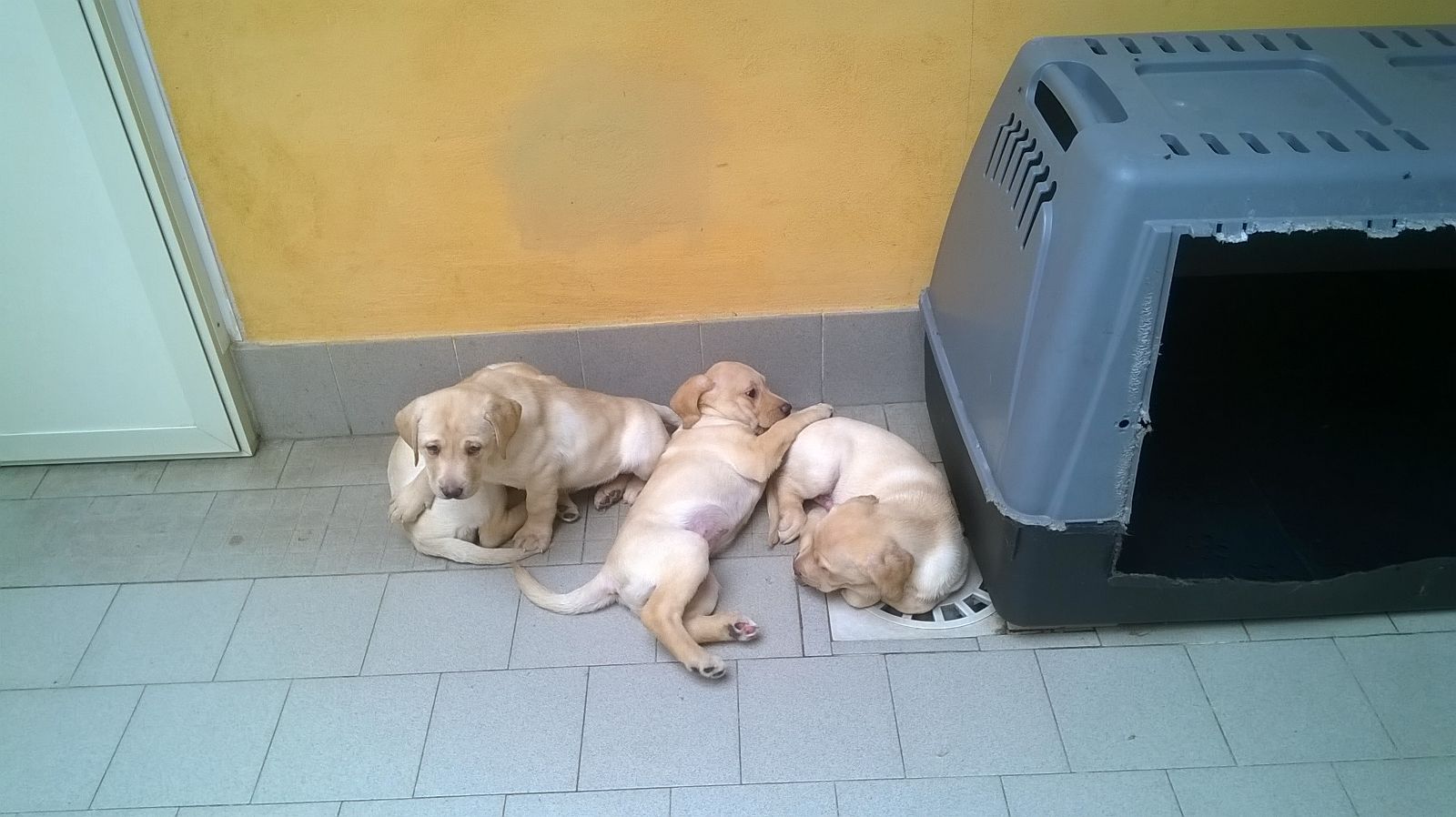 VENDO CUCCIOLI DI LABRADOR