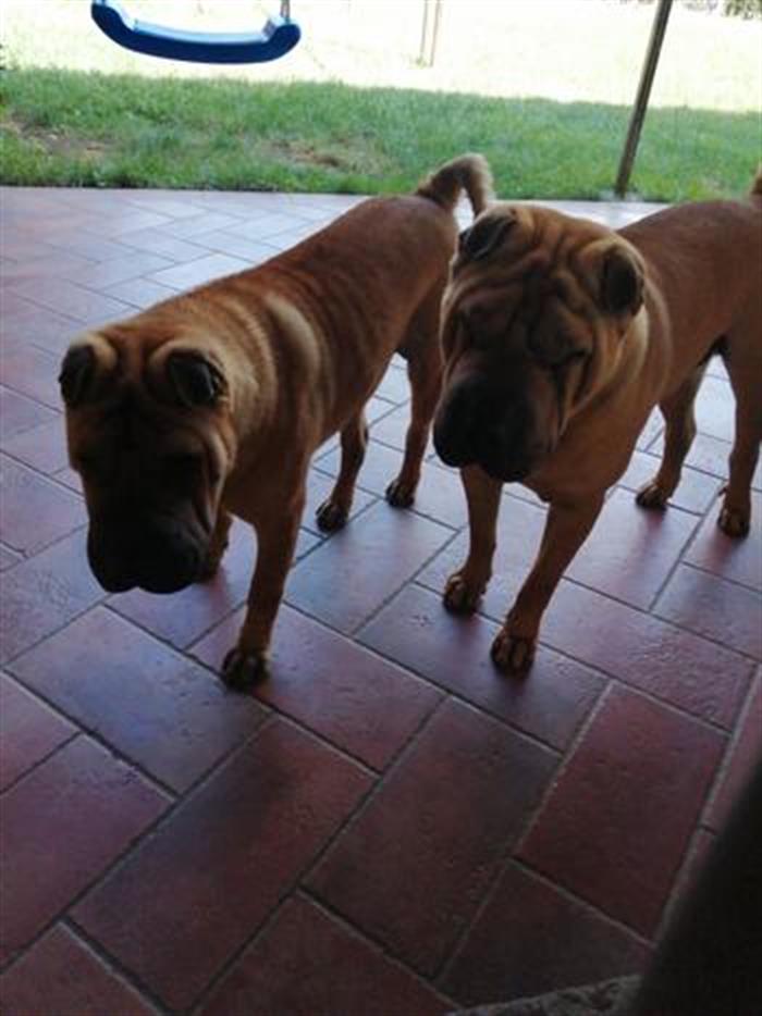 SHARPEI