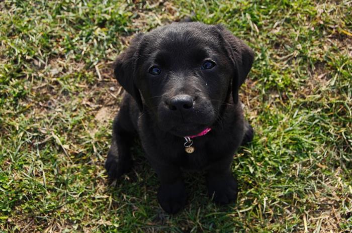 CUCCIOLI DI LABRADOR RETRIEVER