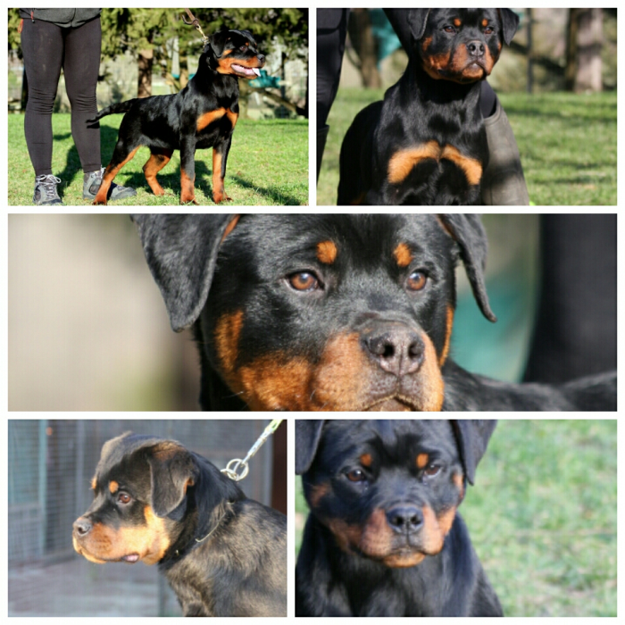 CUCCIOLI DI ROTT DISPONIBILI