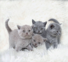 Linea di campioni British Shorthair nel pedigree