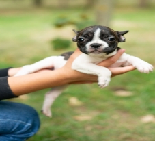 Bellissimi cuccioli di bulldog francese