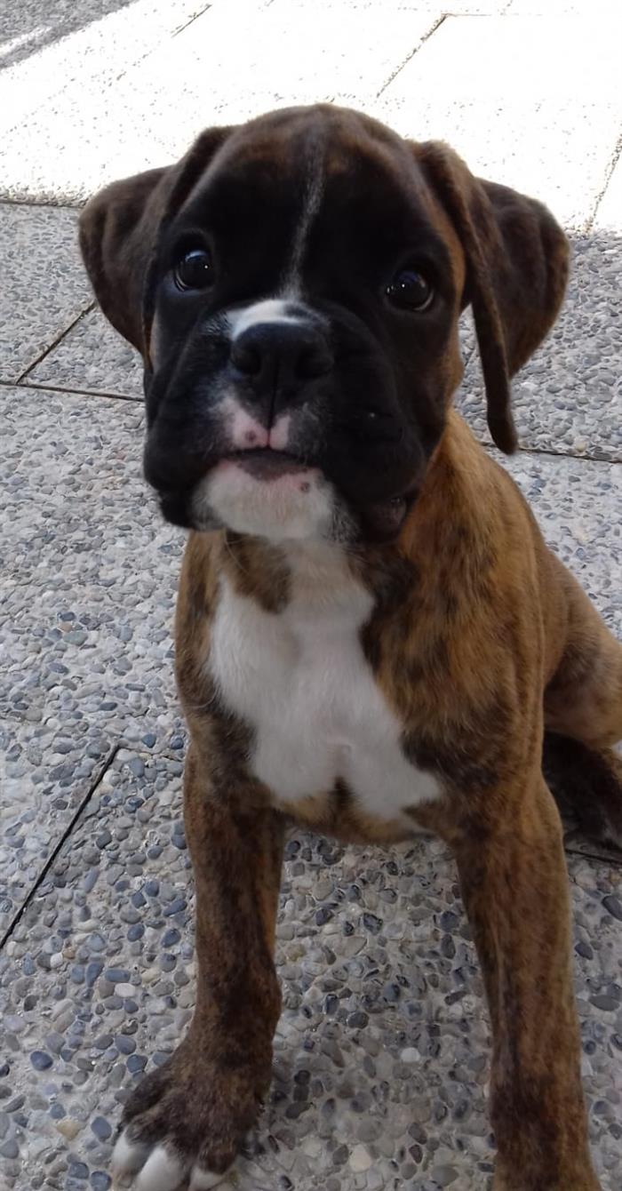 CUCCIOLI DI BOXER