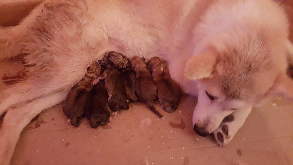 CUCCIOLI DI AKITA INU