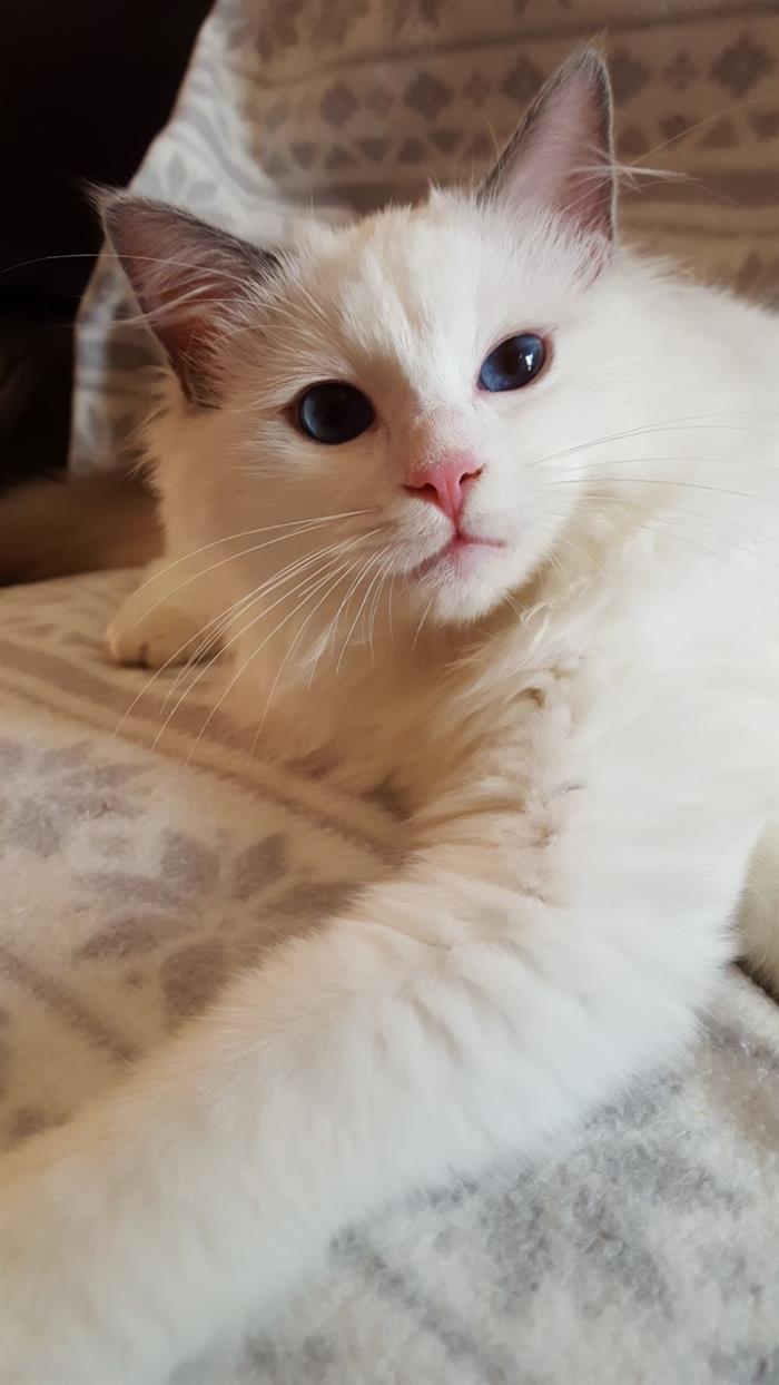 CUCCIOLI RAGDOLL