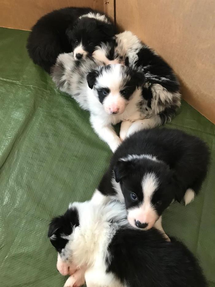 CUCCIOLO BORDER COLLIE