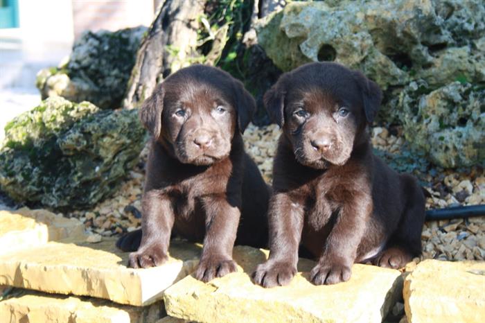 LABRADOR RETRIEVER CUCCIOLI