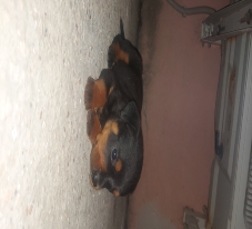 Rottweiler 