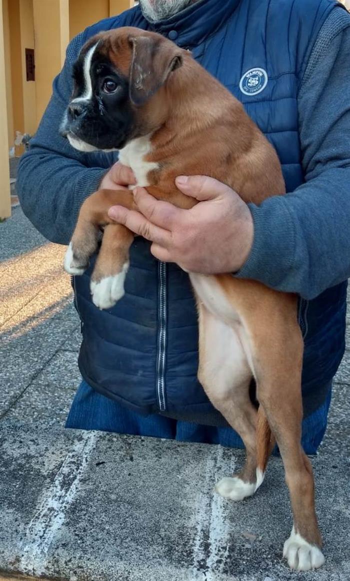 BOXER CUCCIOLA FULVA