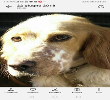 Regalo setter delle Milizie