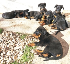 CUCCIOLI IN ARRIVO BEAUCERON ,PASTORE DELLA BEAUCE