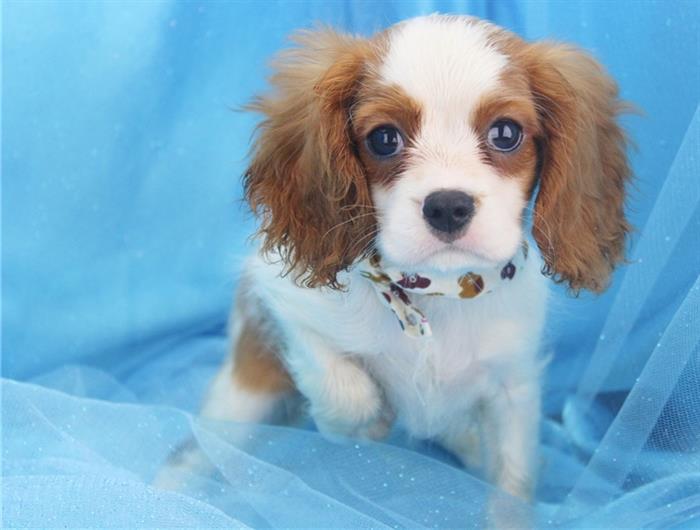 CAVALIER KING CHARLES SPANIEL CUCCIOLI