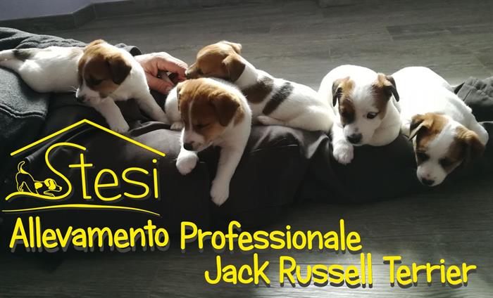 CUCCIOLI JACK RUSSELL