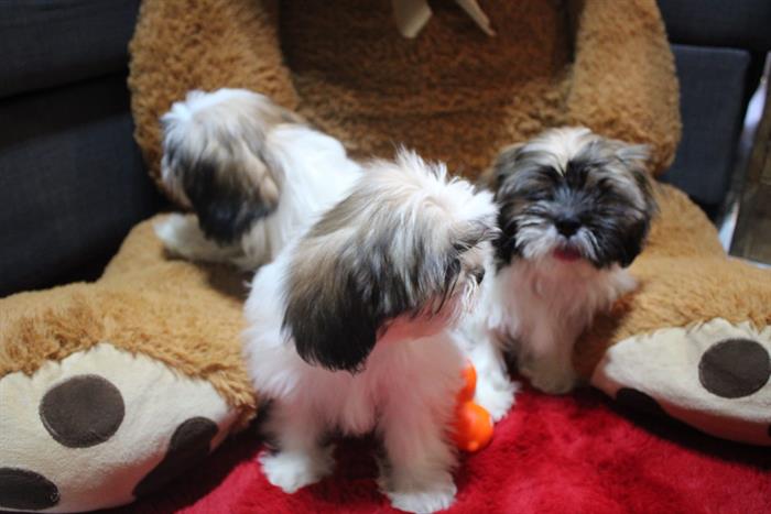 CUCCIOLI SHIH-TZU