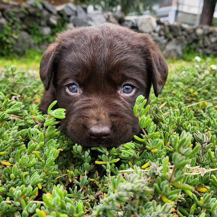 LABRADOR CIOCCOLATO