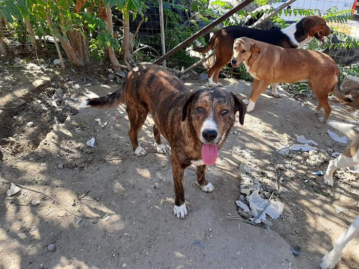 CAGNOLINI TAGLIA MEDIO GRANDE IN REGALO