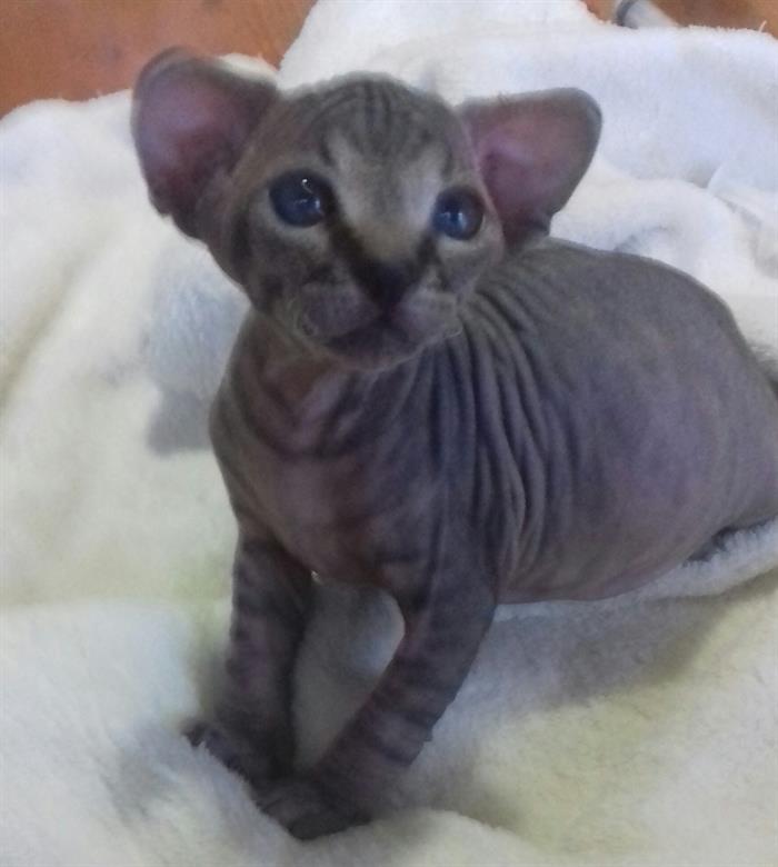 CUCCIOLO SPHYNX GRIGIO TABBY