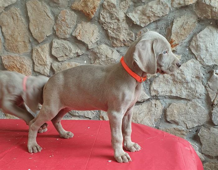 WEIMARANER ARGENTO CUCCIOLI