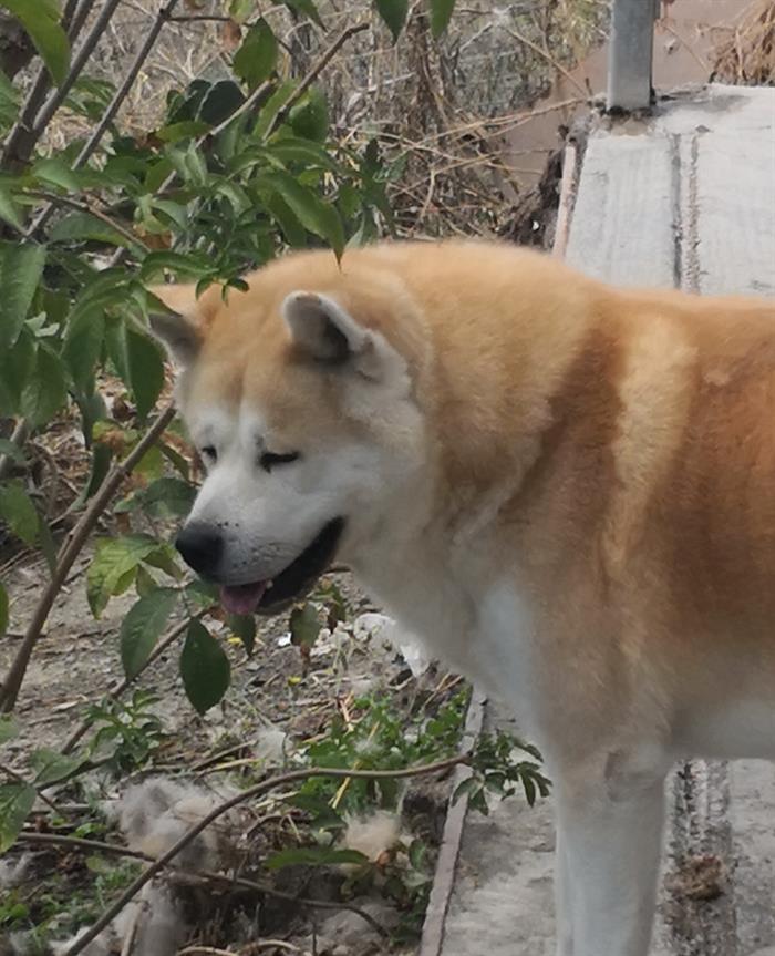 AKITA INU