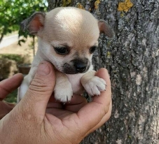 CHIHUAHUA MESSICANO