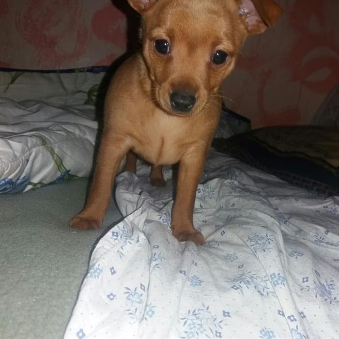 CUCCIOLA PINSCHER