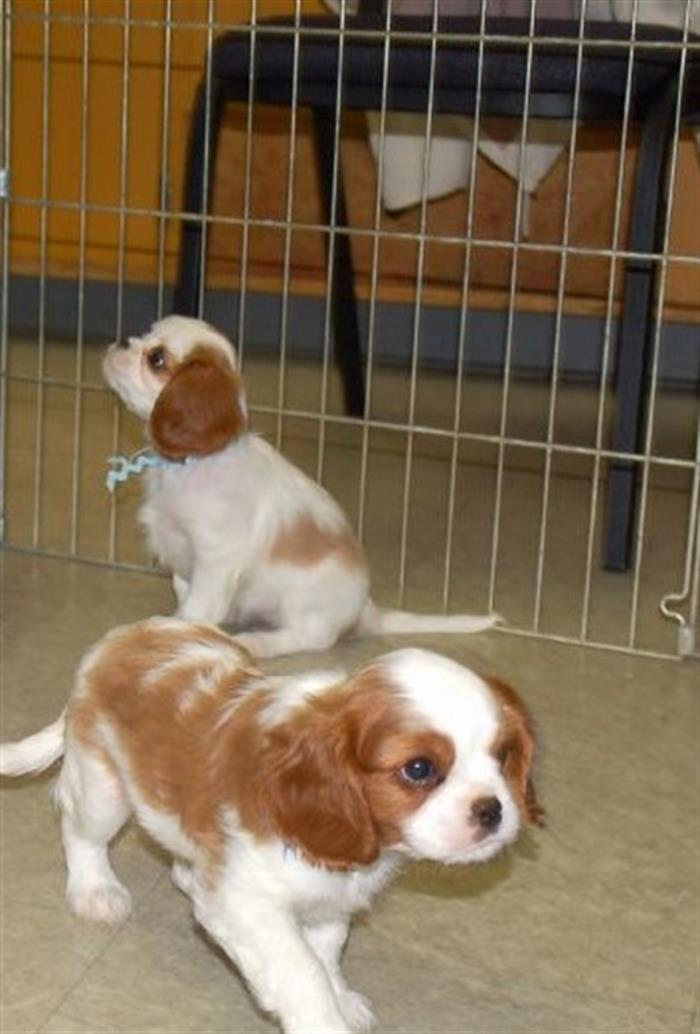 CUCCIOLI DI CAVALIER KING CHARLES