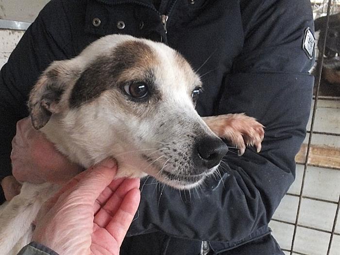 CANE GAIA PICCOLA CAGNOLINA TENERA IN CANILE ADOZIONE GIOVANE