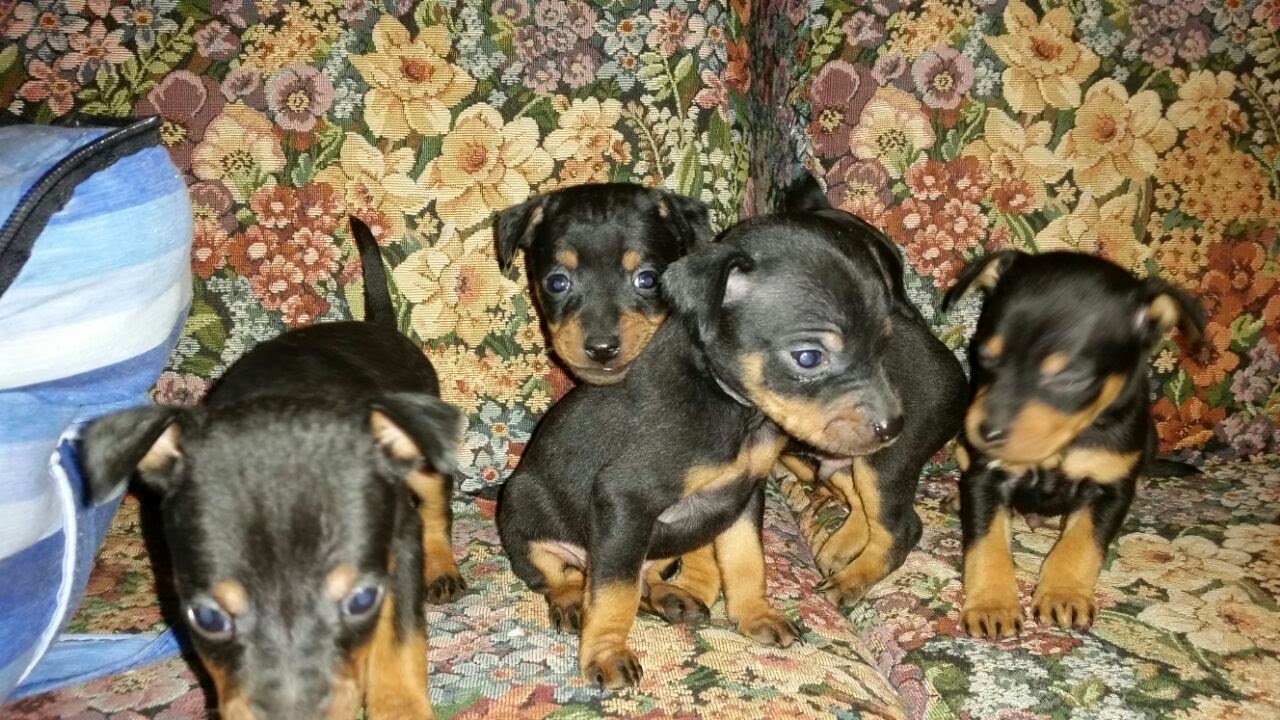 VENDO CUCCIOLI DI PINSCHER