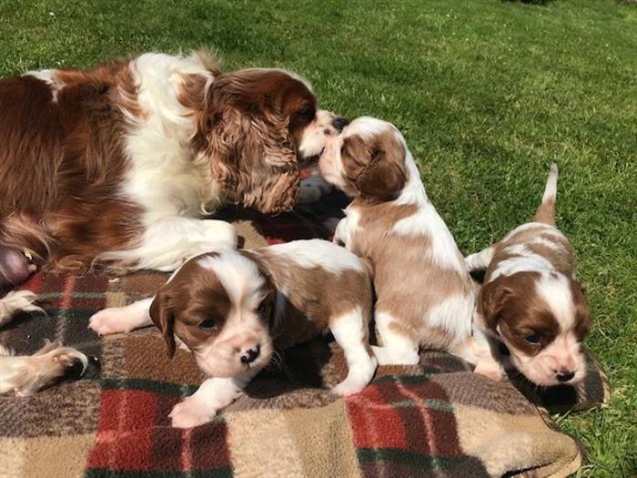 CUCCIOLI CAVALIER KING CHARLES