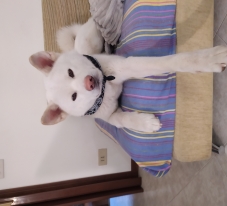 Akita Inu 