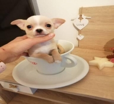 Chihuahua 