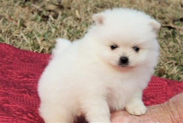 CUCCIOLI VOLPINO POMERANIA