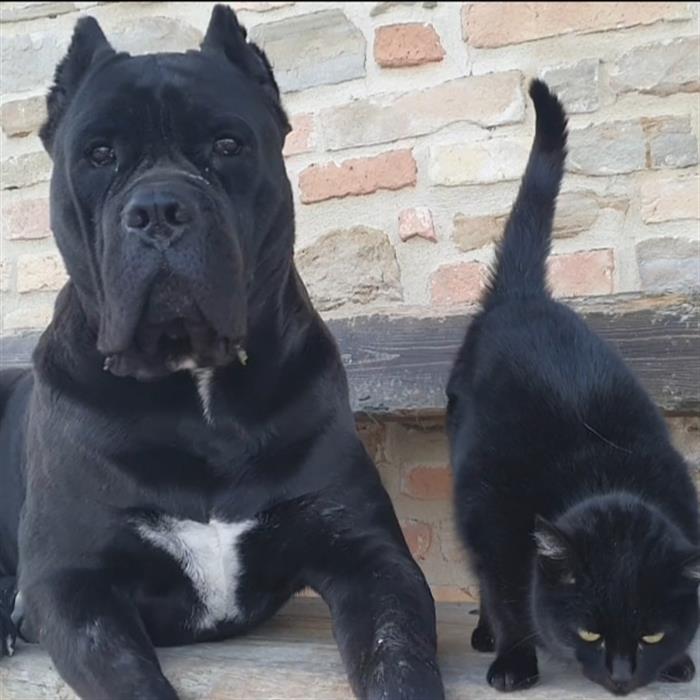 REGALIAMO CANE CORSO