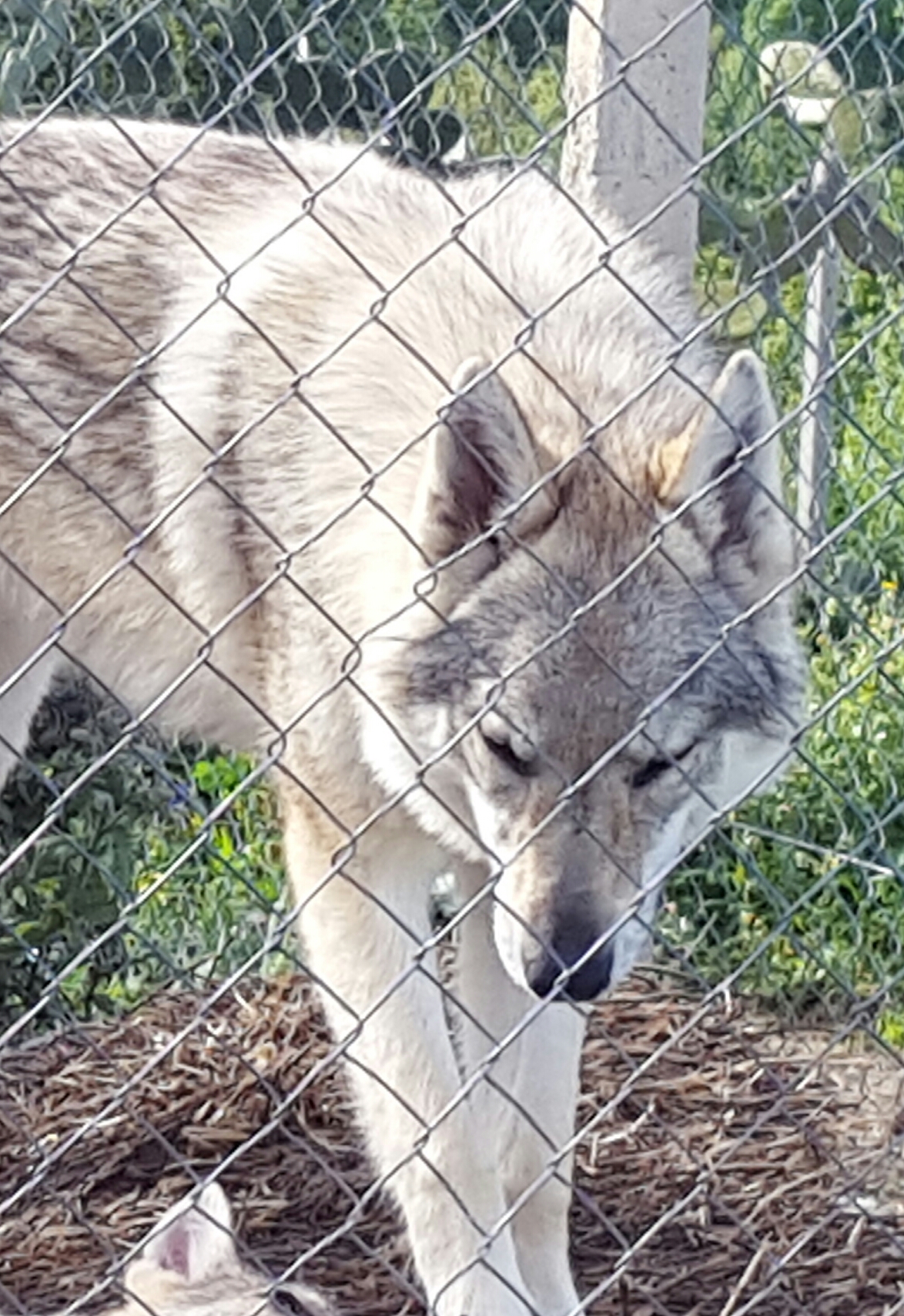 CUCCIOLI DI CANE LUPO CECOSLOVACCO