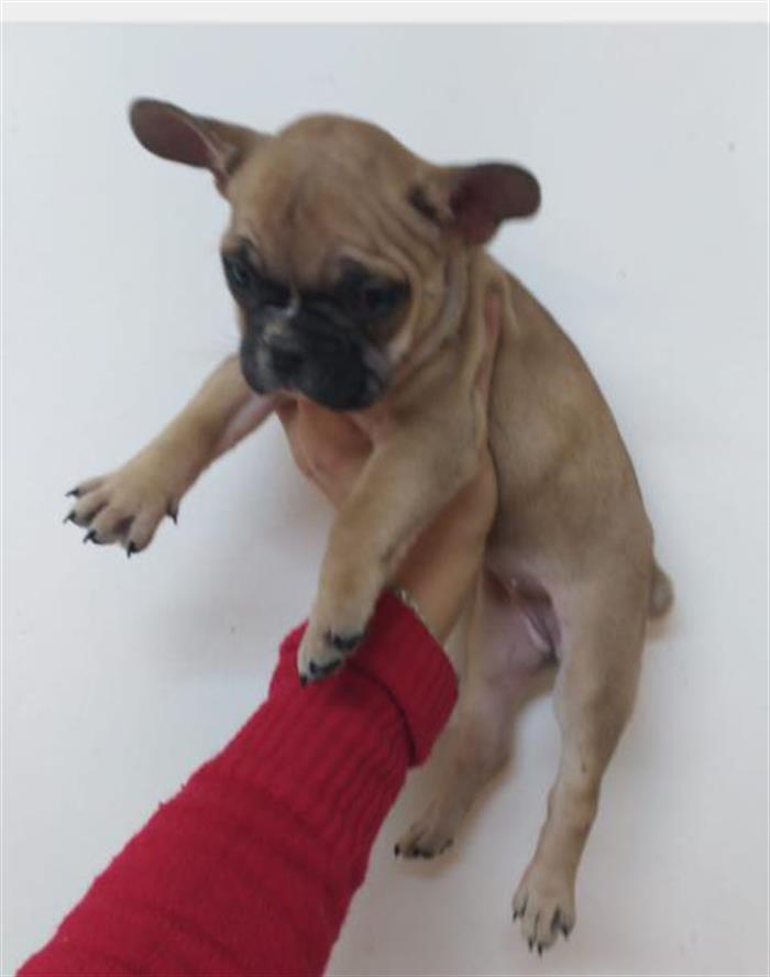 CUCCIOLI DI BOULEDOGUE FRANCESE