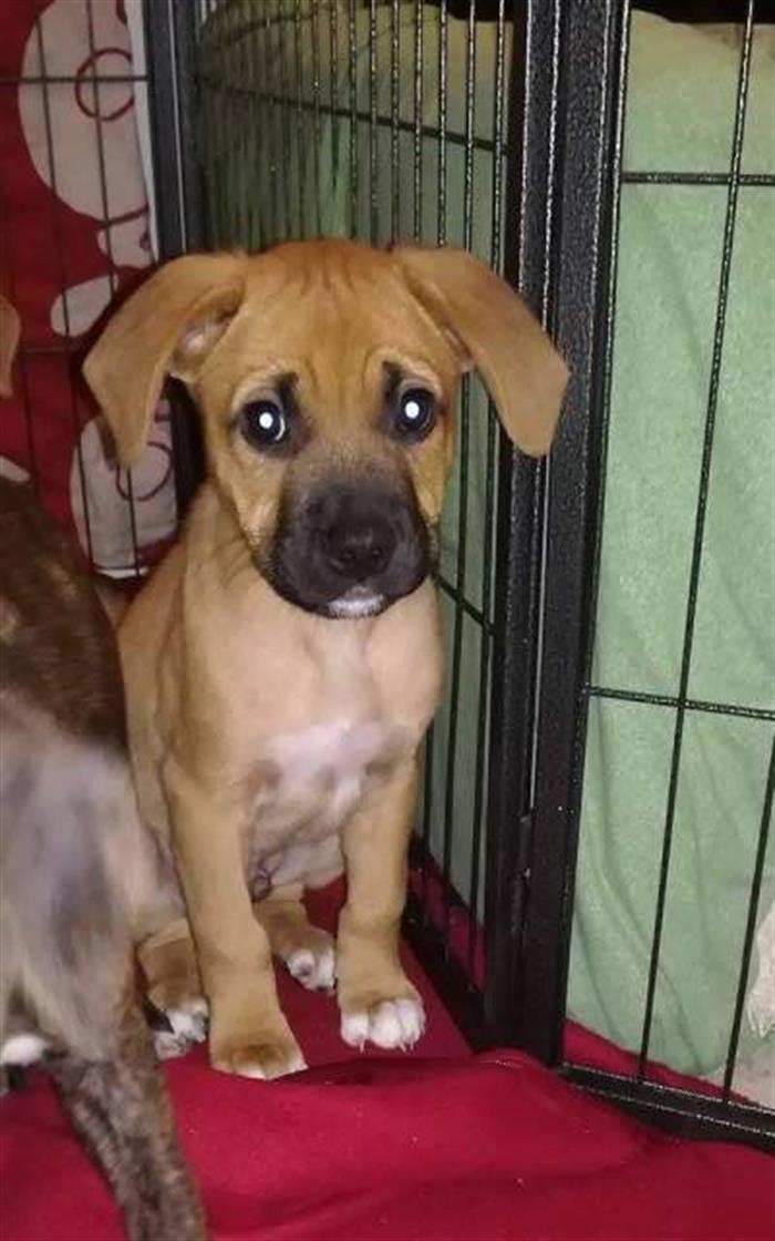 JORDAN, PITBULL ADBA CUCCIOLO DI DUE MESI CERCA ADOZIONE