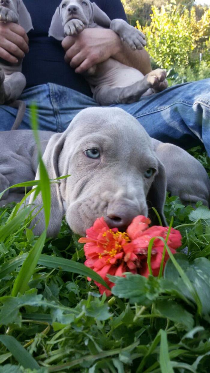 WEIMARANER