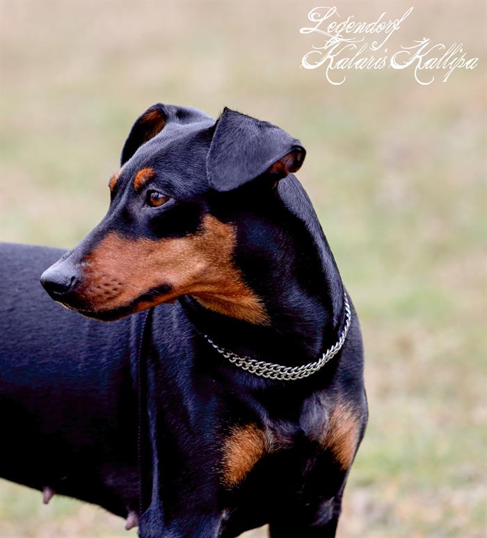 PINSCHER STANDARD, GERMAN PINSCHER, PINSCHER MEDIO