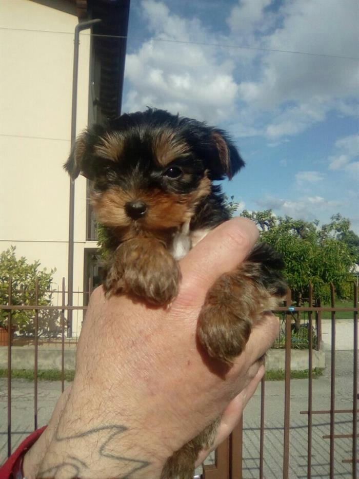 CUCCIOLI YORKSHIRE TERRIER