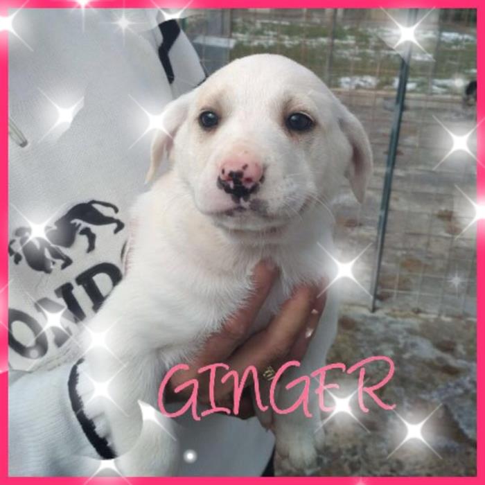 GINGER 2,5 MESI