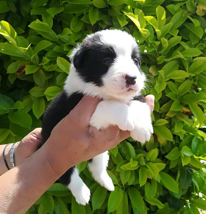 BORDER COLLIE