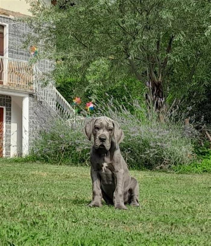 CUCCIOLI DI ALANO BLU