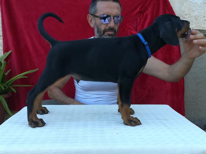 CUCCIOLI DI DOBERMANN