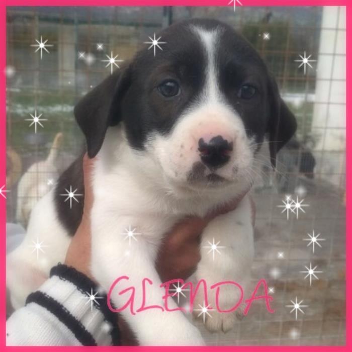 GLENDA 2,5 MESI