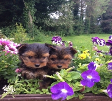 Vendo cuccioli di yorkshire terrier in miniatura