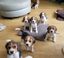 Disponibili bellissimi cuccioli di Beagle